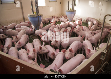 Pig farming, weaner piglets, with automatic feeders and heat lamps, on ...