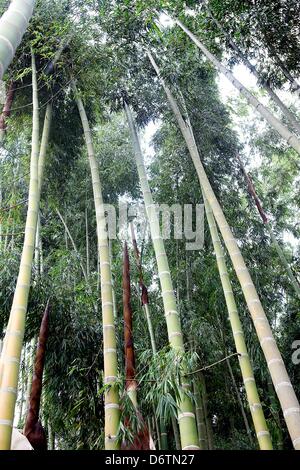 A bamboo plantation in the south of Colombia. Here bamboo grtows up ...