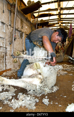 Sheep being sheared for wool Stock Photo - Alamy
