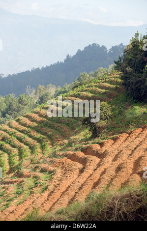 agriculture, Kenscoff mountains above Port au Prince, Haiti, Caribbean ...