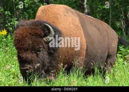 Large male plains bison (bison bison) in a summer meadow, Elk Island ...