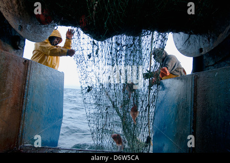 Hauling back dragger net on fishing trawler. Stellwagen Banks, New ...