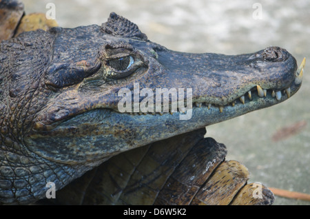 A Cayman relaxes in the Amazon rainforest, Peru Stock Photo - Alamy
