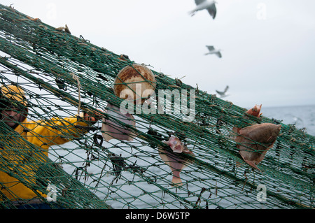 Fisherman hauling back dragger net on fishing trawler. Stellwagen Banks ...