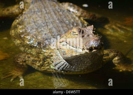 A Cayman relaxes in the Amazon rainforest, Peru Stock Photo - Alamy