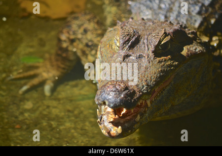 A Cayman relaxes in the Amazon rainforest, Peru Stock Photo - Alamy