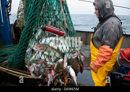 Fishing dragger hauls in net full of Atlantic Cod fish (Gadus morhua ...