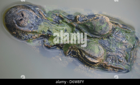 A Cayman relaxes in the Amazon rainforest, Peru Stock Photo - Alamy