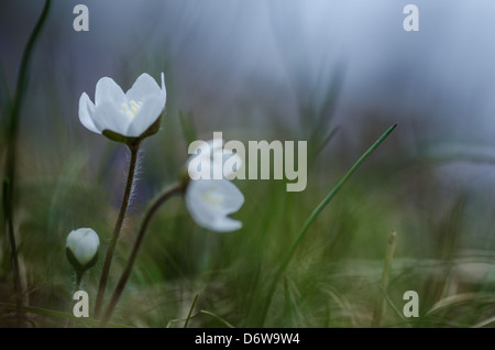 Three Hepatica and white background Stock Photo - Alamy