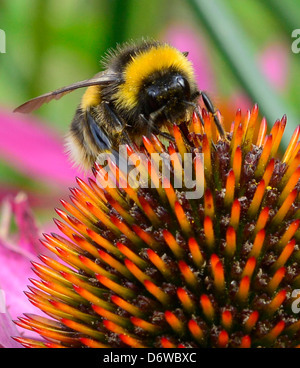 A closeup of a bumblebee collecting nectar from a purple butterfly bush ...