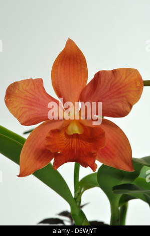Cattleya flowers on a plant Stock Photo - Alamy