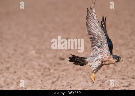 Profile of a Peregrine Falcon In Flight Stock Photo - Alamy