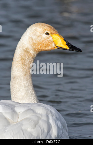 Portrait of Whooper face Stock Photo - Alamy