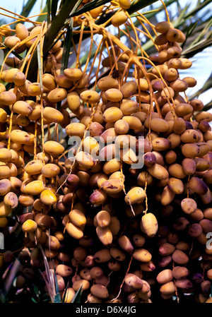 Dates growing Morocco Stock Photo - Alamy
