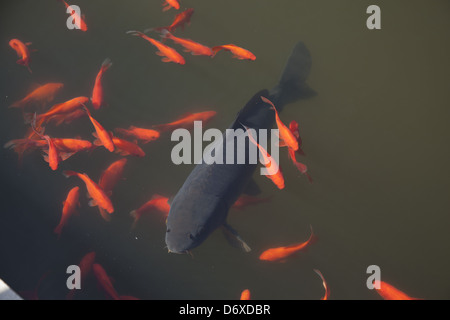 Goldfish in the Lily pond at the Brooklyn Botanic Garden; Brooklyn; NY ...