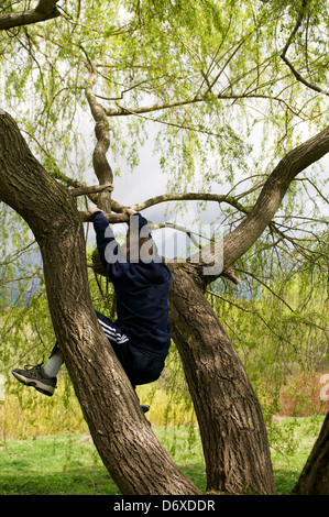 boy hanging from tree Stock Photo - Alamy