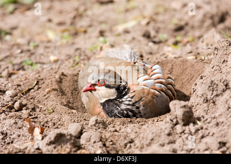 Red legged Partridge at nest Stock Photo: 12878590 - Alamy