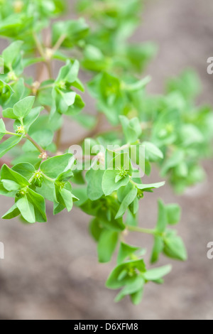 Petty spurge, Radium weed, Cancer weed or Milkweed (Euphorbia peplus ...