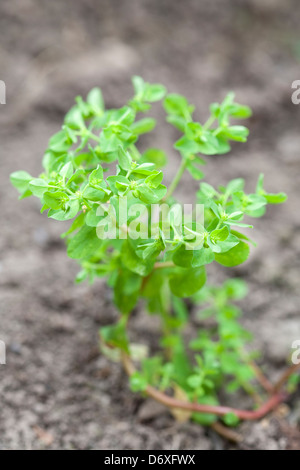 Petty spurge, Radium weed, Cancer weed or Milkweed (Euphorbia peplus ...