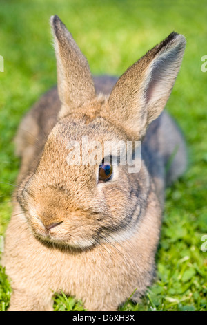 Wild rabbit on the grass outside looking at you Stock Photo - Alamy