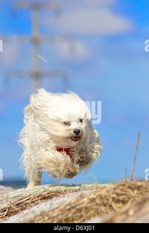 White havanese dog running in the snow and playing in winter Stock ...