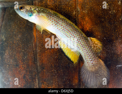 Amazonian killifish (Rivulus sp.). These fish can jump along the forest ...
