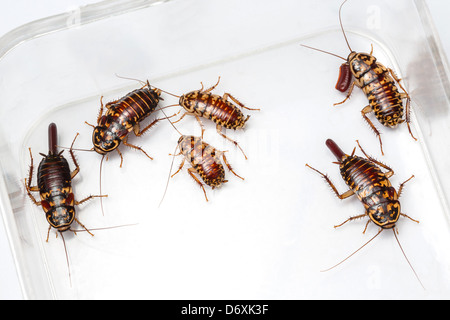 Harlequin Cockroach - Neostylopyga Rhombifolia with egg sack in plastic ...