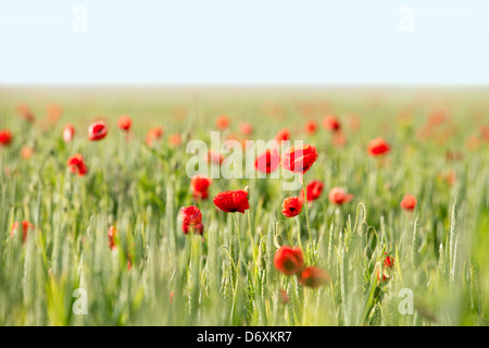 vascular plants (Tracheophyta) Plantae Stock Photo - Alamy