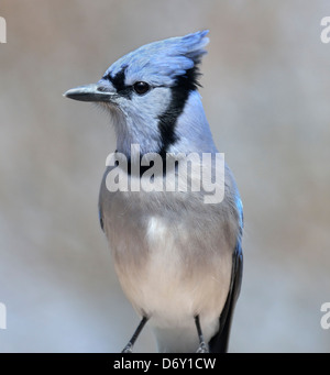 Blue Jay bird close-up profile front view perched on a branch ...