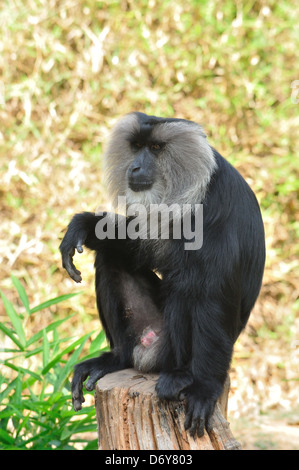 Endemic Lion tailed macaque or Macaca silenus at Valparai in Annamalai ...