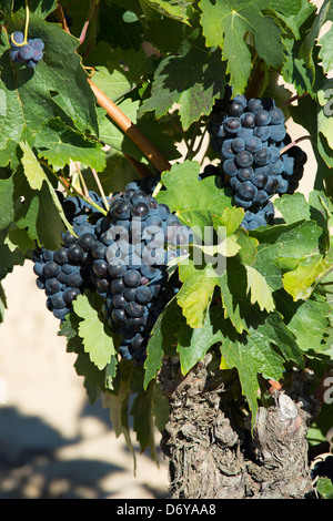 Marques de Riscal vine and black grapes for Rioja red wine at Elciego ...