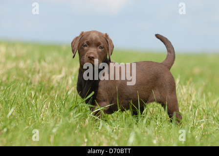 Labrador retrievers,chocolate brown,puppy,meadow,frontal,run,looking ...