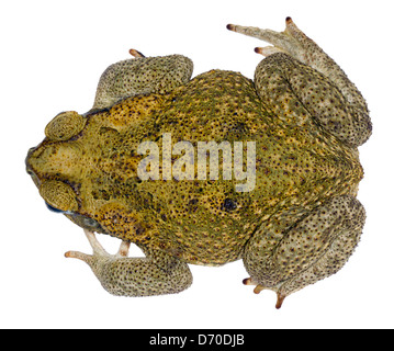 Cane Toad (Rhinella marinus) introduced species, adult, foraging in ...