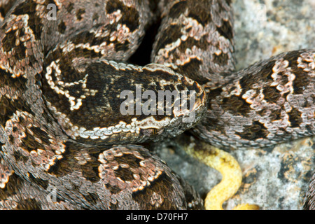 Lojan Lancehead (Bothrops lojanus) a very rare pitviper from southern ...