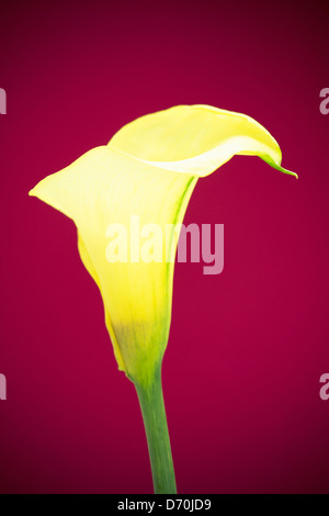 Closeup of flower of yellow Arum Lily (Zantedeschia 'Sunclub' Stock ...