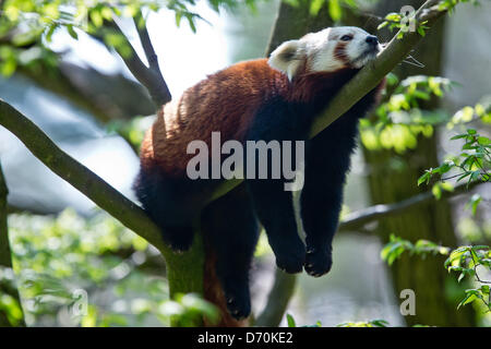 Red Panda Rests on Branch in between feedings Stock Photo - Alamy