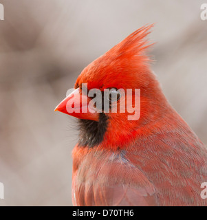 Male northern cardinal (Cardinalis cardinalis), with its crest up ...