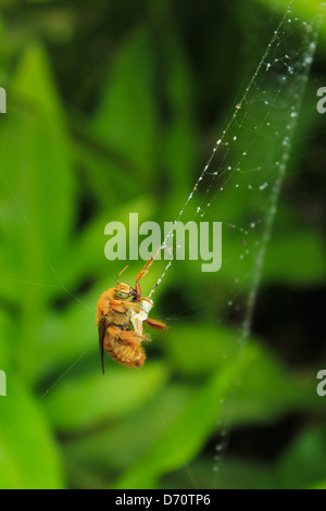 Bee caught in spider web. Lake District, UK Stock Photo - Alamy