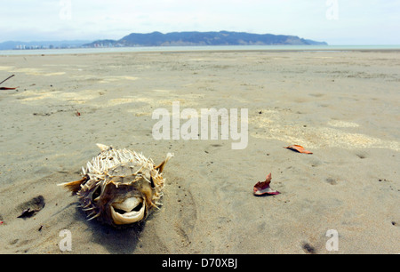 Dead pufferfish on a beach on the Pacific coast of Ecuador Stock Photo ...