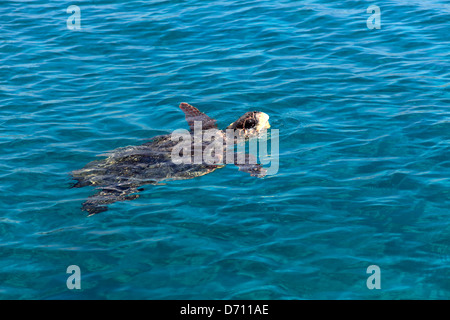 Loggerhead Turtle ( Carreta caretta ) in the sea at Laganas resort ...