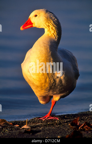 Canada, Vancouver Island, Norwegian White Goose Stock Photo - Alamy