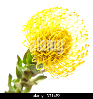 yellow protea isolated on white background Stock Photo - Alamy