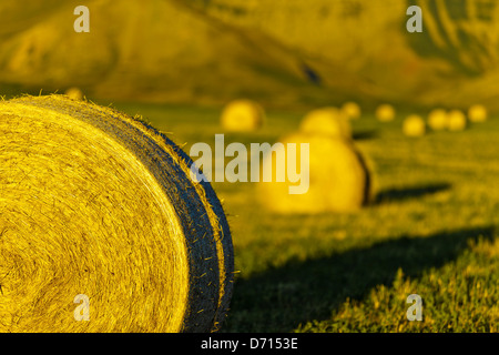 Canada, Alberta, Hay bails in field Stock Photo - Alamy