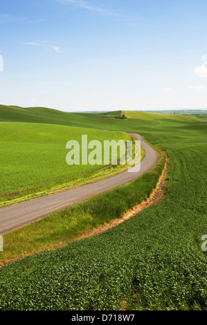 USA, Washington State, Palouse Country, Rolling Hills of Green Spring ...