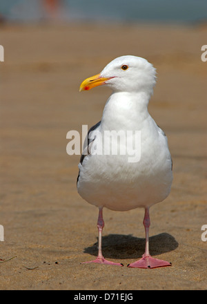 Thayer s Gull Larus thayeri Stock Photo - Alamy