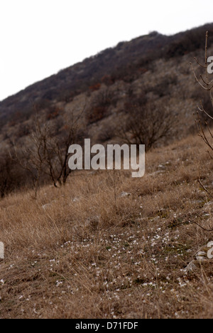 Hungarian crocus hungaricum Stock Photo - Alamy
