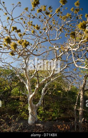 indian ghost tree,kullu,madhya pradesh,india Stock Photo - Alamy
