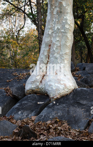 indian ghost tree,kullu,madhya pradesh,india Stock Photo - Alamy