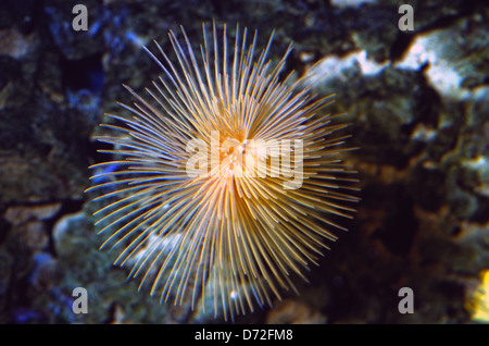 European fan worm Sabella spallanzani, Polychaeta, Giglio Island ...