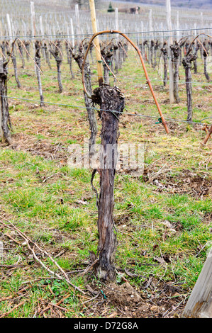 vineyard geisberg grand cru ribeauville alsace france Stock Photo - Alamy